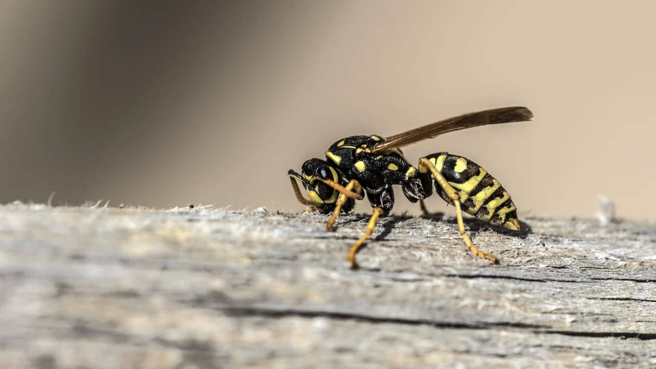 Effective Paper Wasp Control - Rodent Wrangler Pest Control
